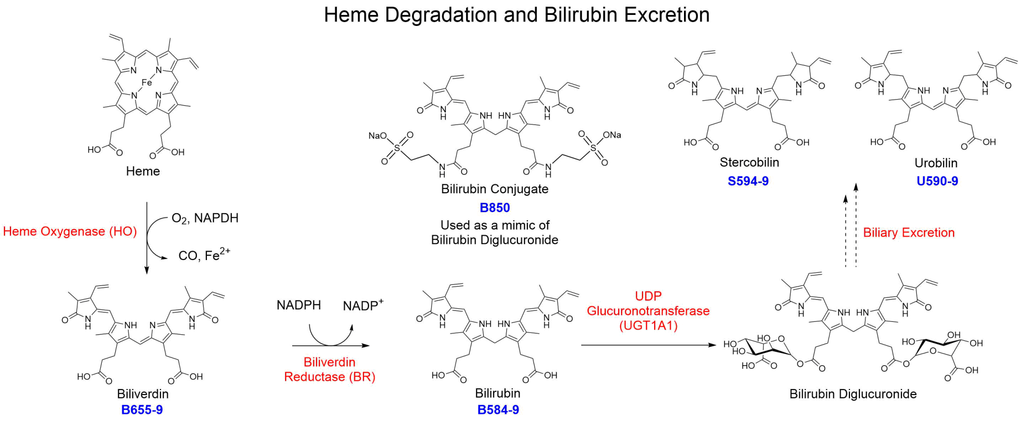 Heme Biosynthesis | Frontier Specialty Chemicals