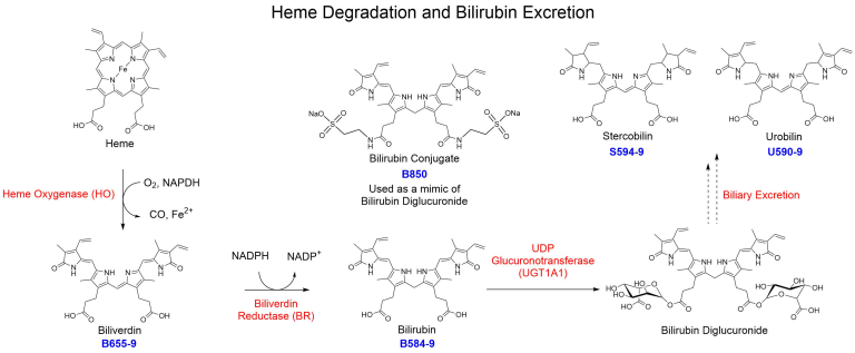 Heme Biosynthesis | Frontier Specialty Chemicals