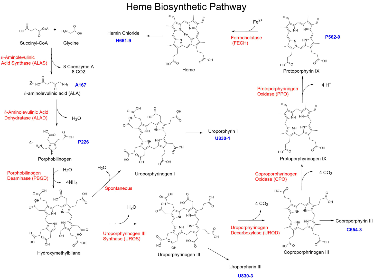 Heme Biosynthesis | Frontier Specialty Chemicals
