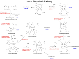 Heme Biosynthesis | Frontier Specialty Chemicals