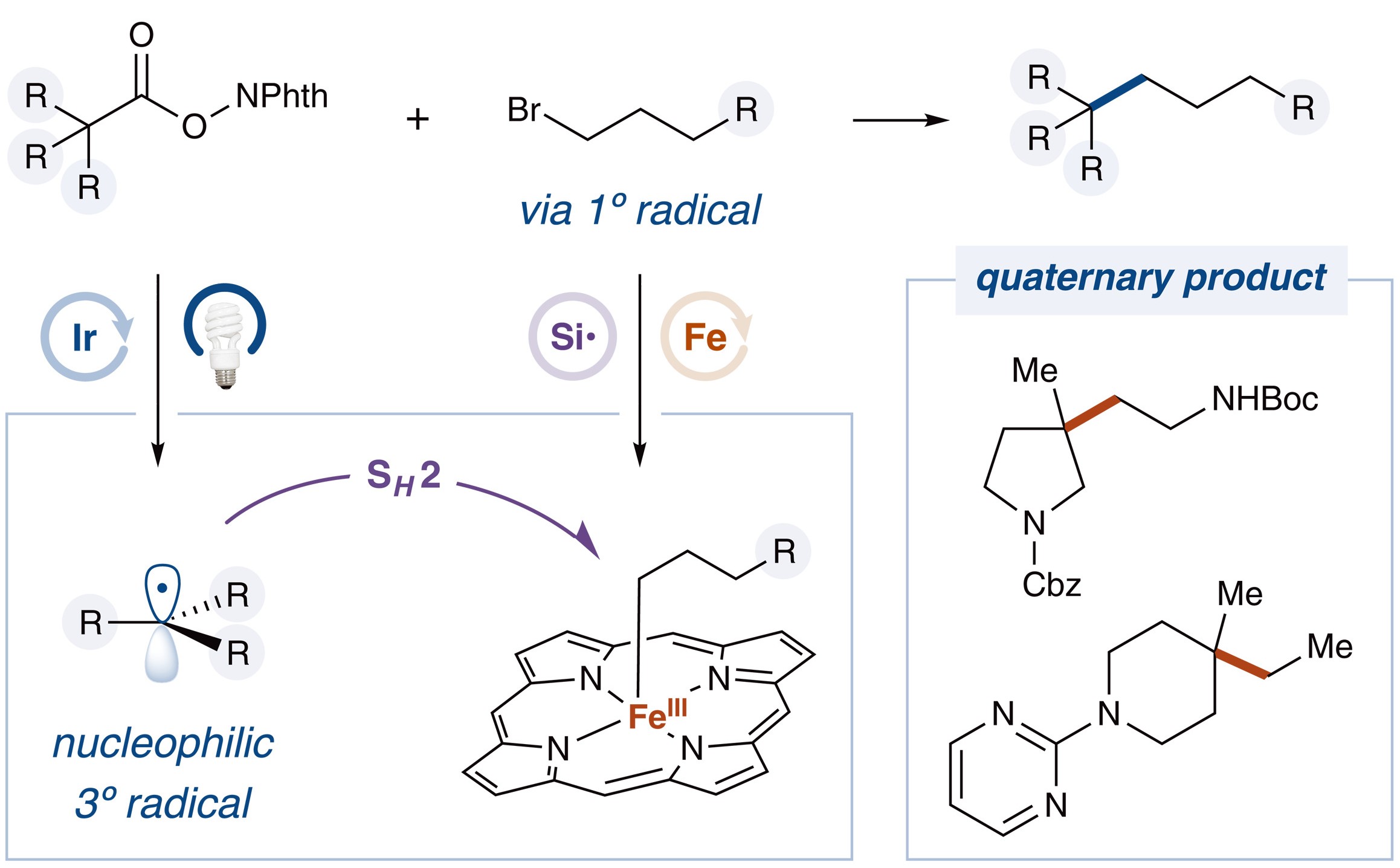 A Biomimetic SH2 Cross-coupling Mechanism for Quaternary sp3 - Carbon ...
