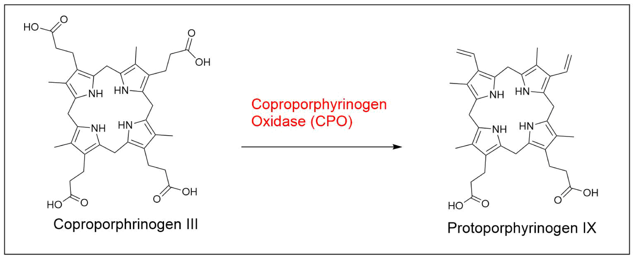 Protoporphyrin IX: A Primer | Frontier Specialty Chemicals