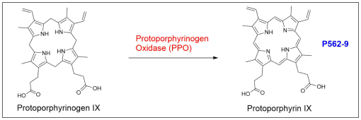 Protoporphyrin IX: A Primer | Frontier Specialty Chemicals